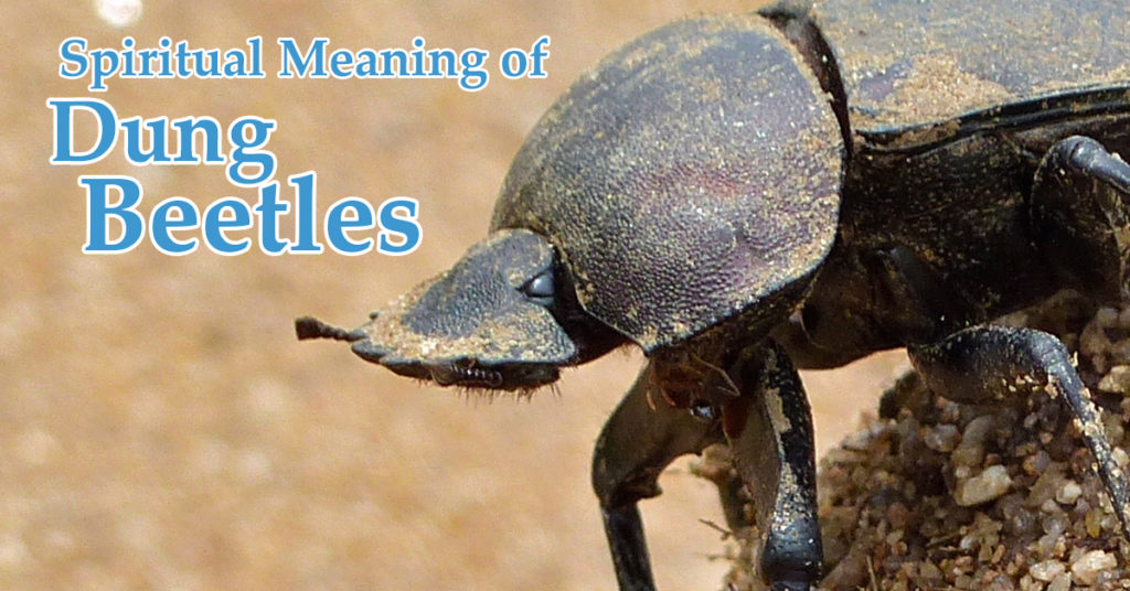 Spiritual Meaning of Dung Beetles - Symbols and Synchronicity