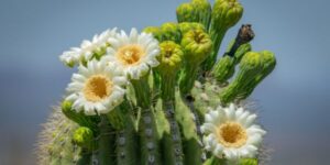 The Spiritual Symbolism of the Cactus: Resilience, Protection, and ...