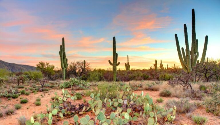 The Spiritual Symbolism of the Cactus: Resilience, Protection, and ...