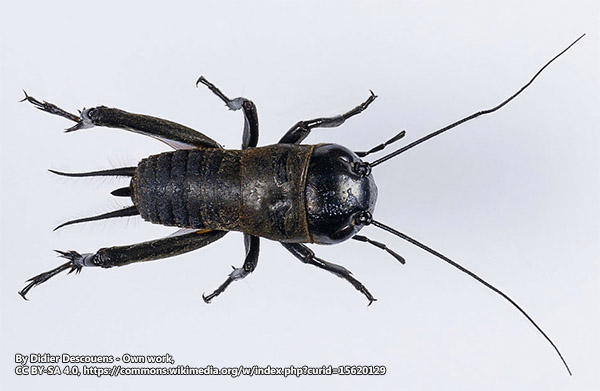 Black Cricket Meaning and Symbolism - Symbols and Synchronicity