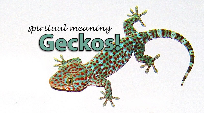 Spiritual Meaning of Geckos - Symbols and Synchronicity