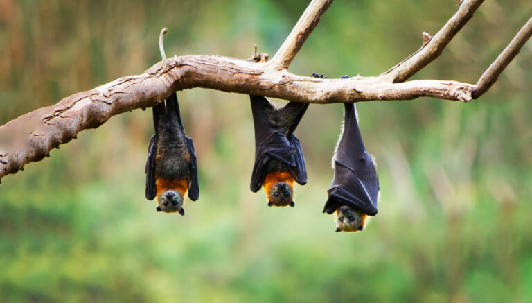 Bat Spiritual Meaning, Symbolism and Omens - Symbols and Synchronicity