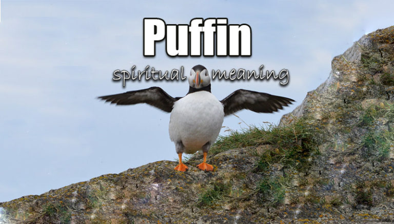 Puffins Spiritual & Metaphysical Meanings - Symbols and Synchronicity
