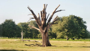 Dead Trees Spiritual & Symbolic Meaning - Symbols and Synchronicity
