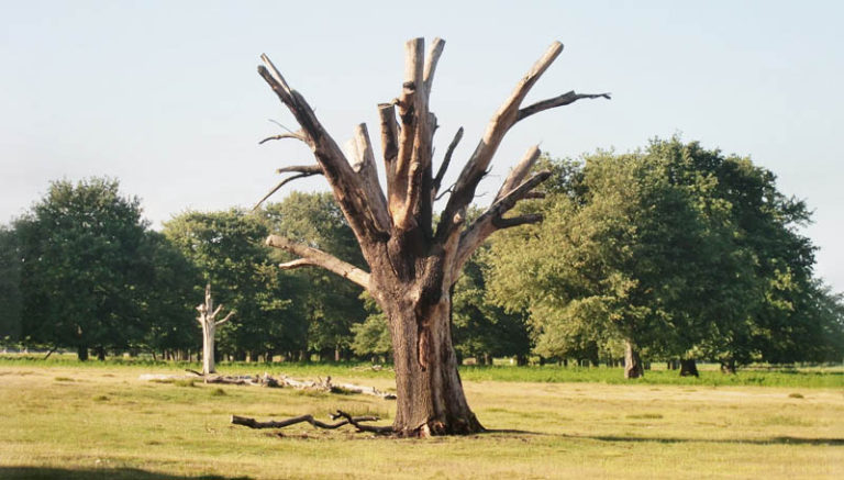 Dead Trees Spiritual & Symbolic Meaning - Symbols and Synchronicity