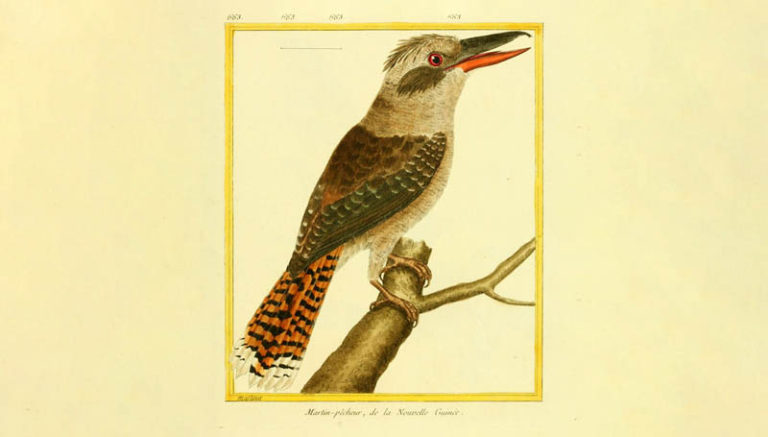 Kookaburra Spiritual Meaning - Symbols and Synchronicity