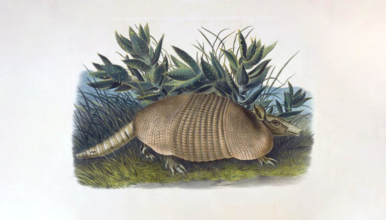 Armadillo Omens and Spiritual Meaning - Symbols and Synchronicity