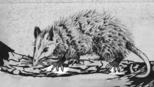 Possum Omens and Spiritual Meaning - Symbols and Synchronicity