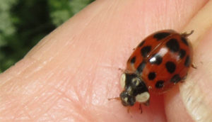Dead Ladybug Spiritual Meaning Omens - Symbols and Synchronicity