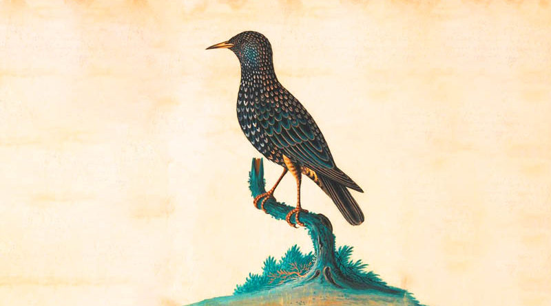 Starling Omens and Spiritual Meaning - Symbols and Synchronicity