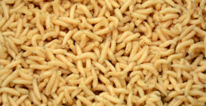 Maggots in the Bottom of Your Trash Can Spiritual Meaning - Symbols and ...