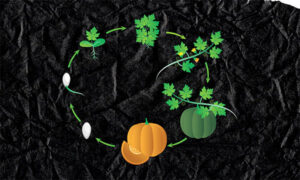 Spiritual Meaning Of A Sundog: Nature's Light Display - Symbols and ...