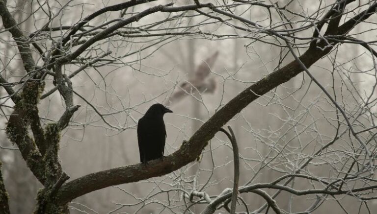 The Spiritual Meaning Of Seeing A Single Crow: The One And Only