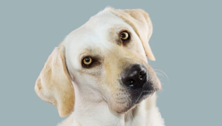Can Dogs See the Spirit World? Learn About Their Sixth Sense - Symbols ...